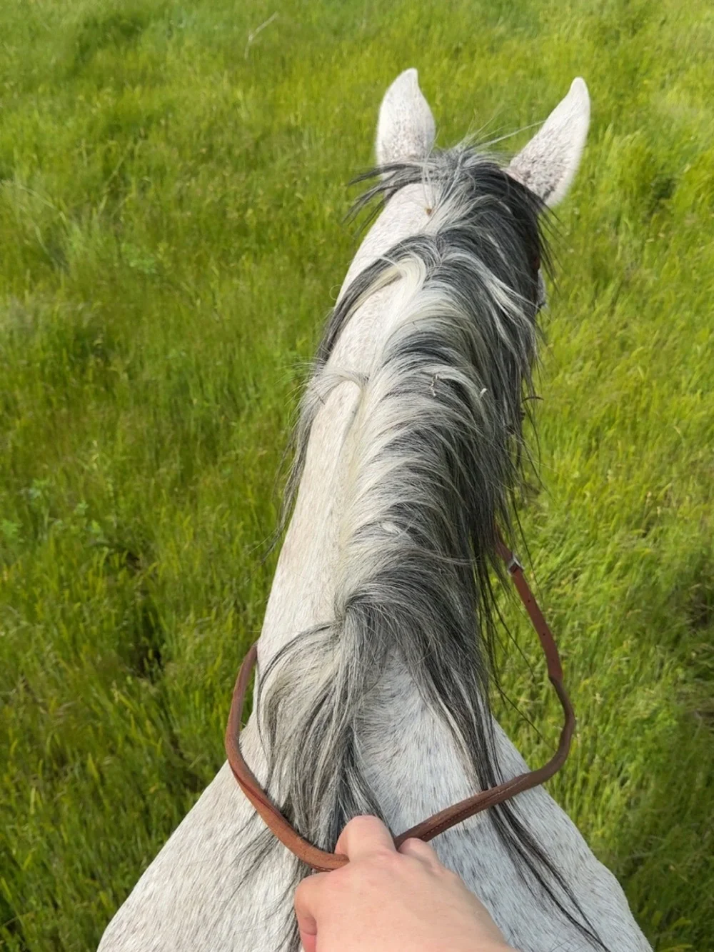 Dreamfield Farm & Tack | Other | Brown Rolled Roping Rein | Poshmark
